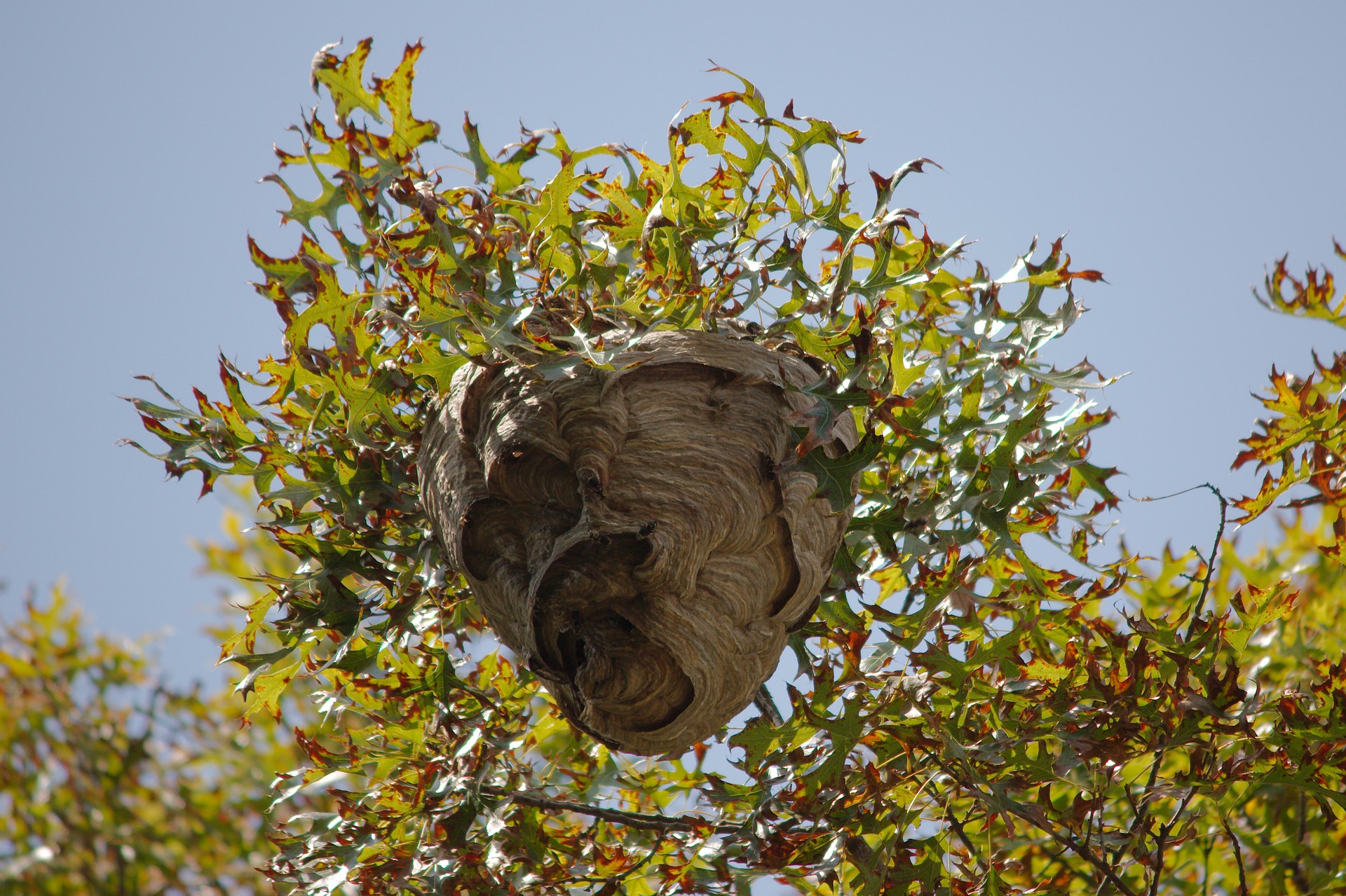 Wasp Nests It s That Time Of The Year Extension Richland County